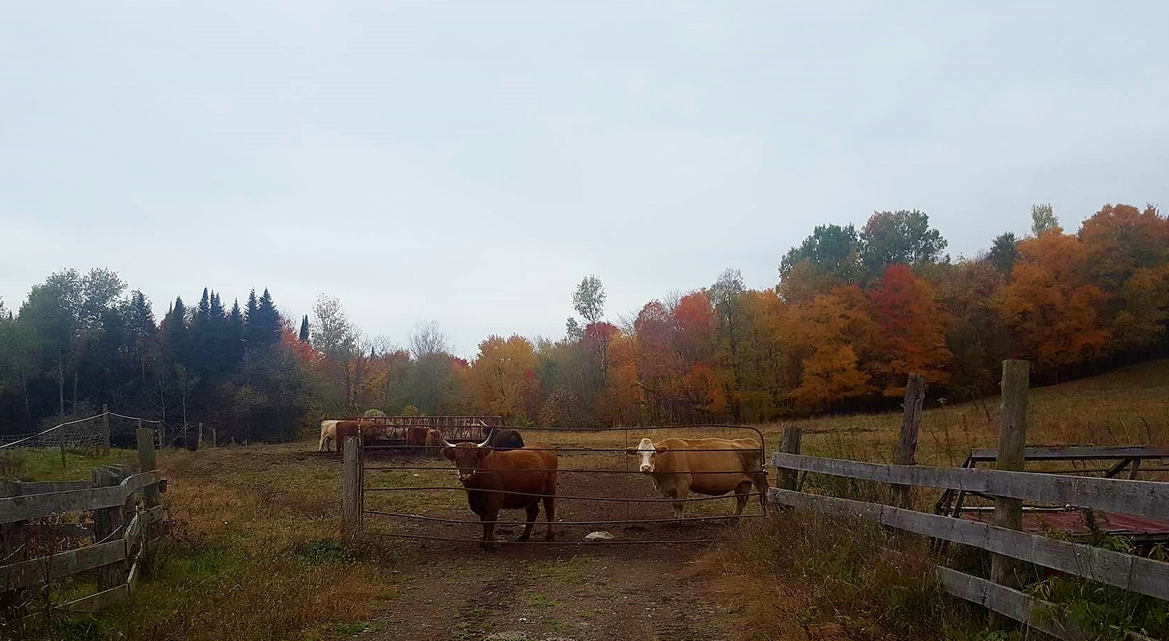 Ferme Morgan | evakuisine