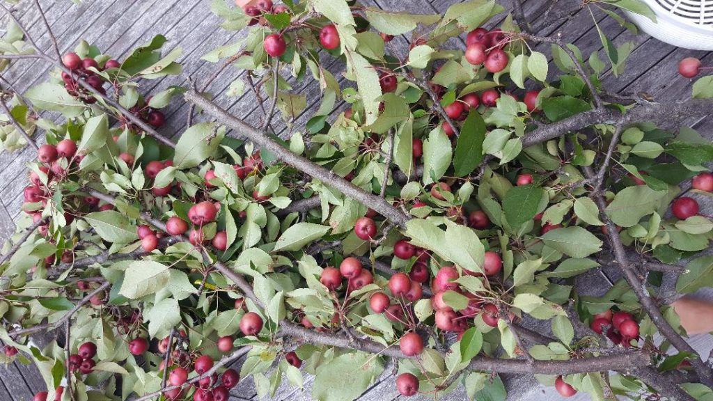 Gelée de pommettes | evakuisine